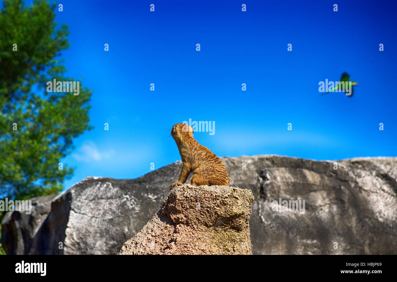 Flying meerkat hi-res stock photography and images - Alamy
