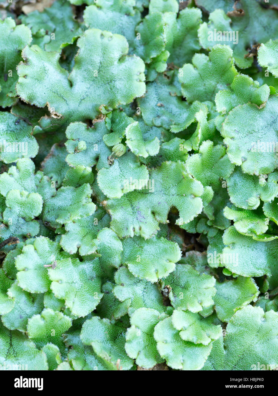 Wet moss hi-res stock photography and images - Alamy