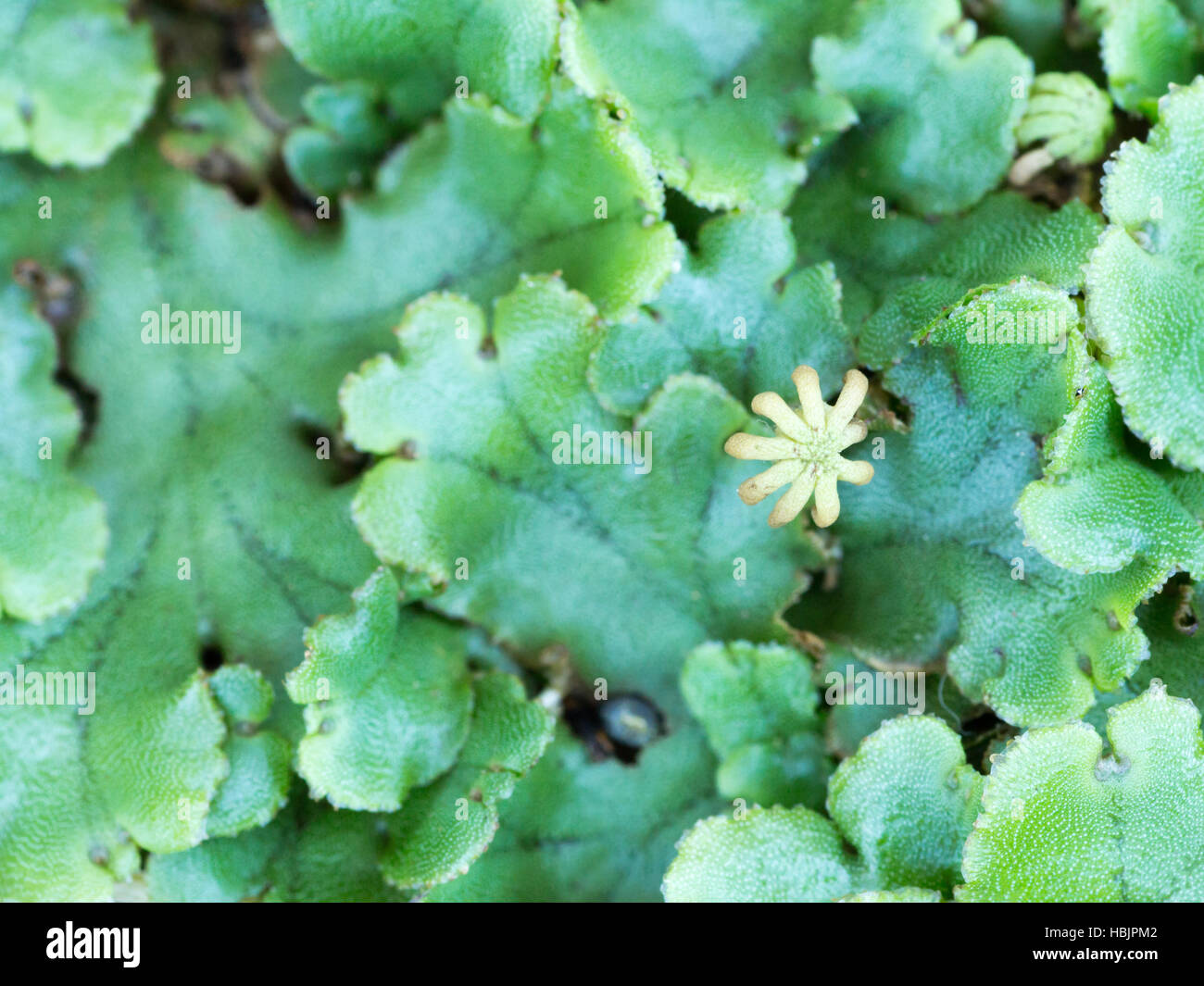 Moss green flower hi-res stock photography and images - Alamy