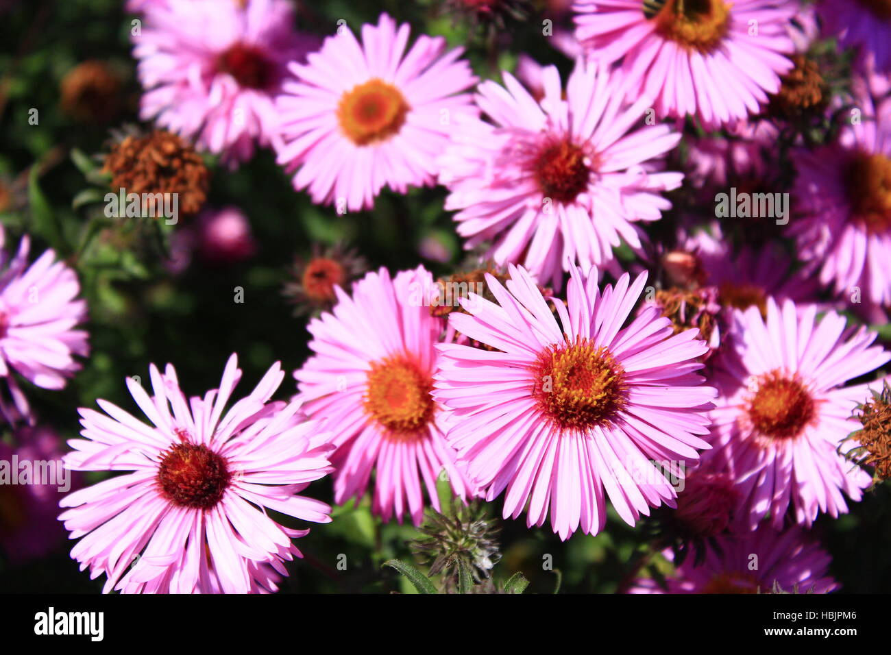 red asters in the garden Stock Photo - Alamy