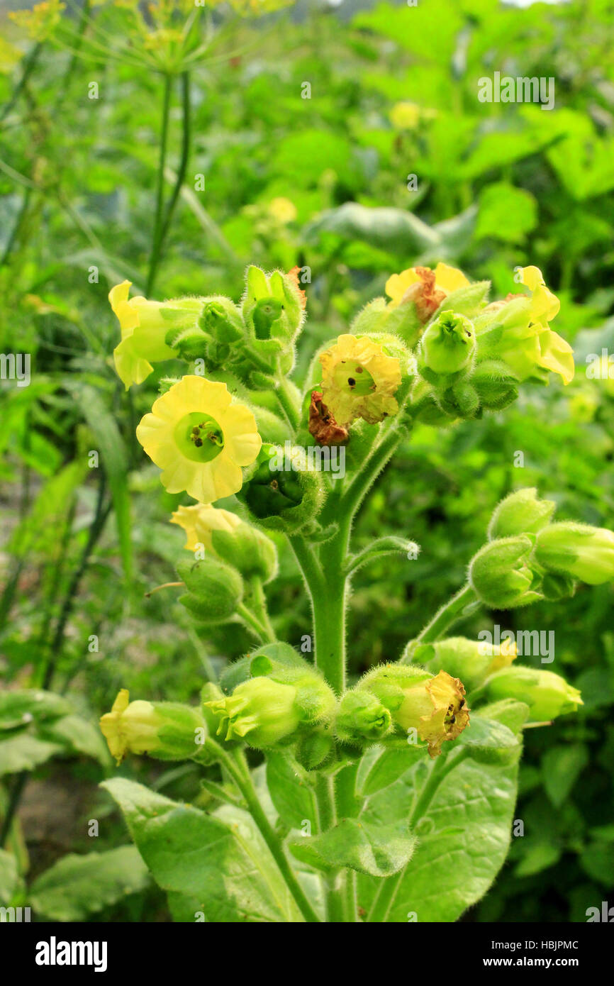 flowers of tobacco Stock Photo - Alamy
