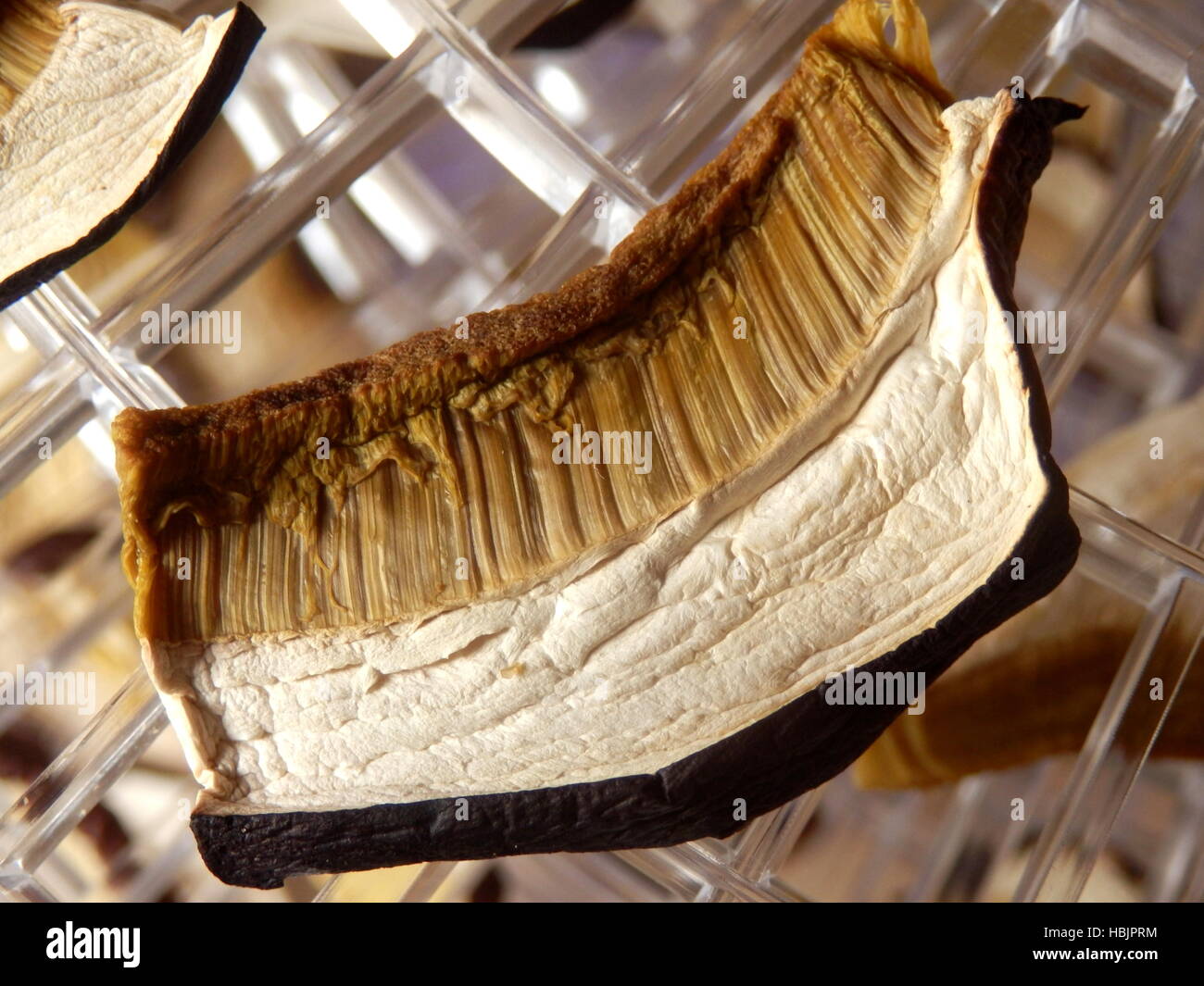 Ceps cut hi-res stock photography and images - Alamy