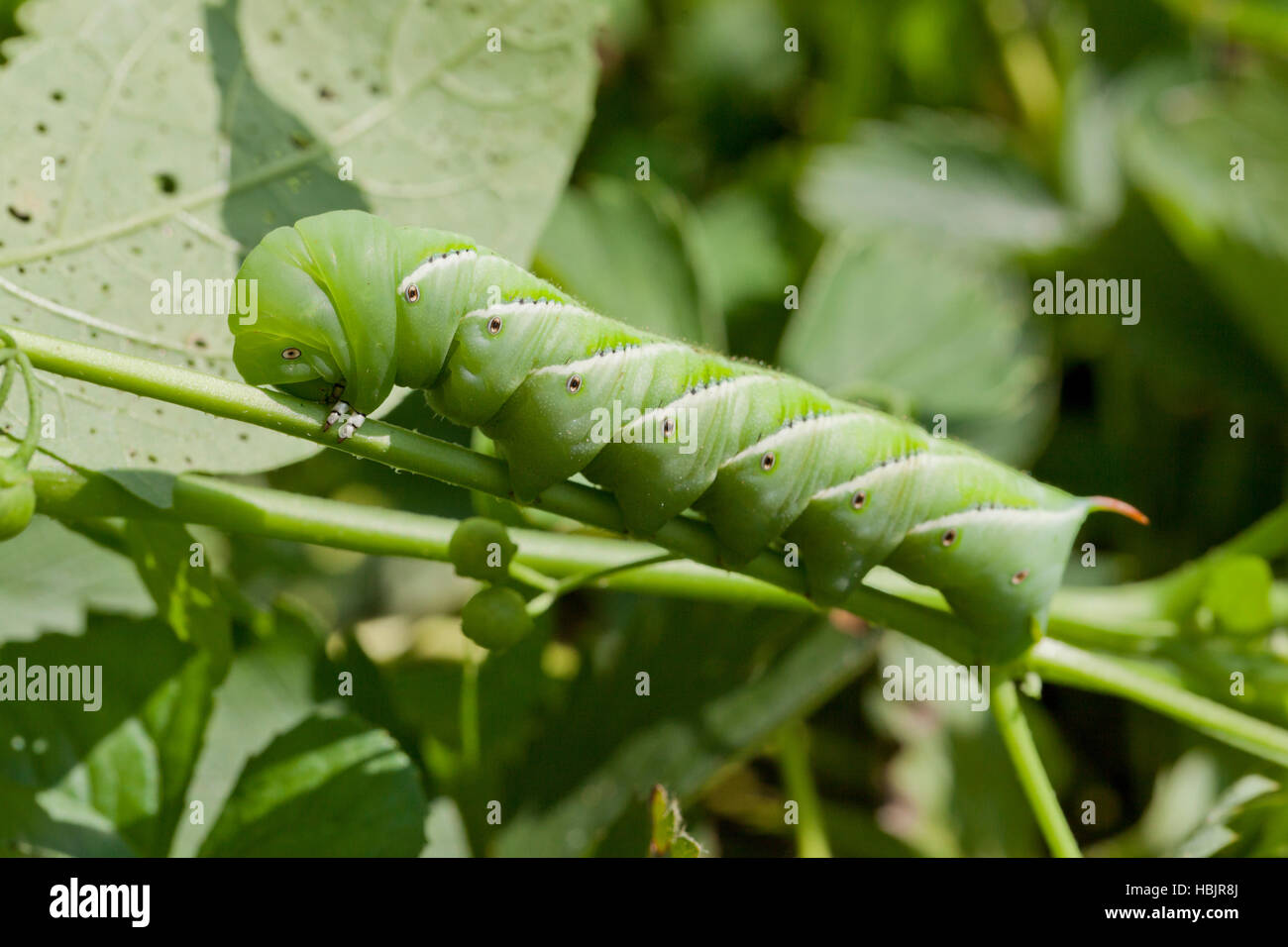 Tobacco hornworm (Manduca sexta), AKA Goliath worm - Virginia USA Stock ...