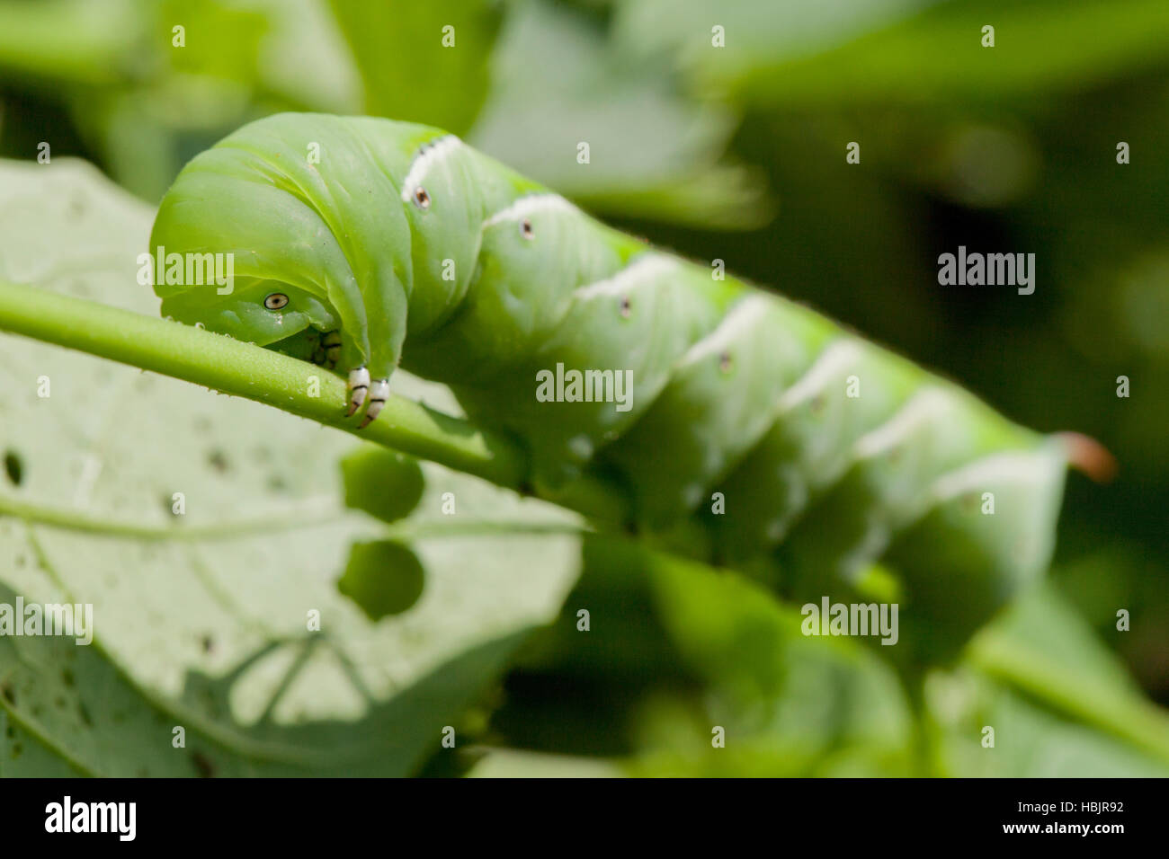 Tobacco hornworm (Manduca sexta), AKA Goliath worm - Virginia USA Stock ...