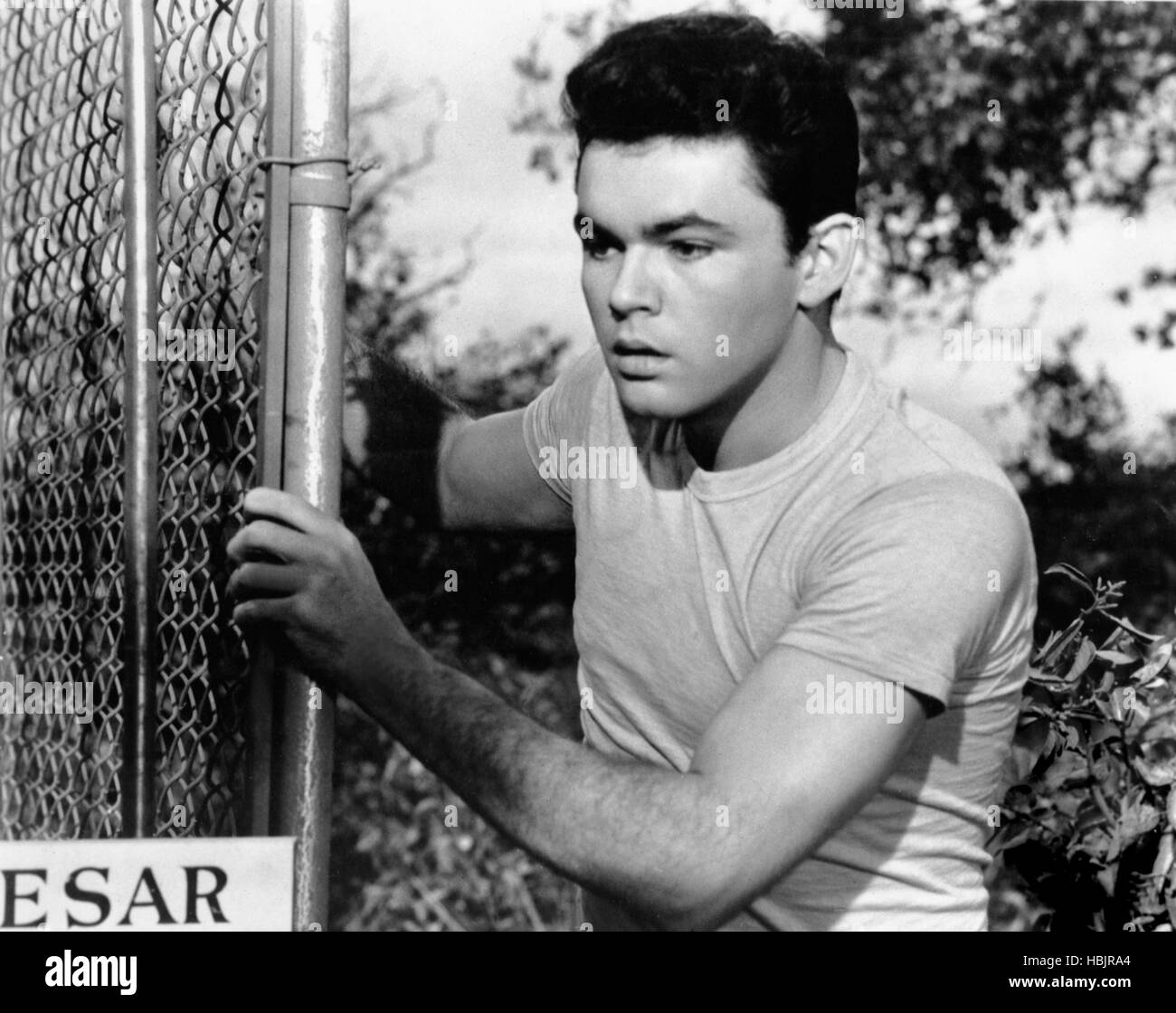 BLACK ZOO, Rod Lauren, 1963 Stock Photo - Alamy