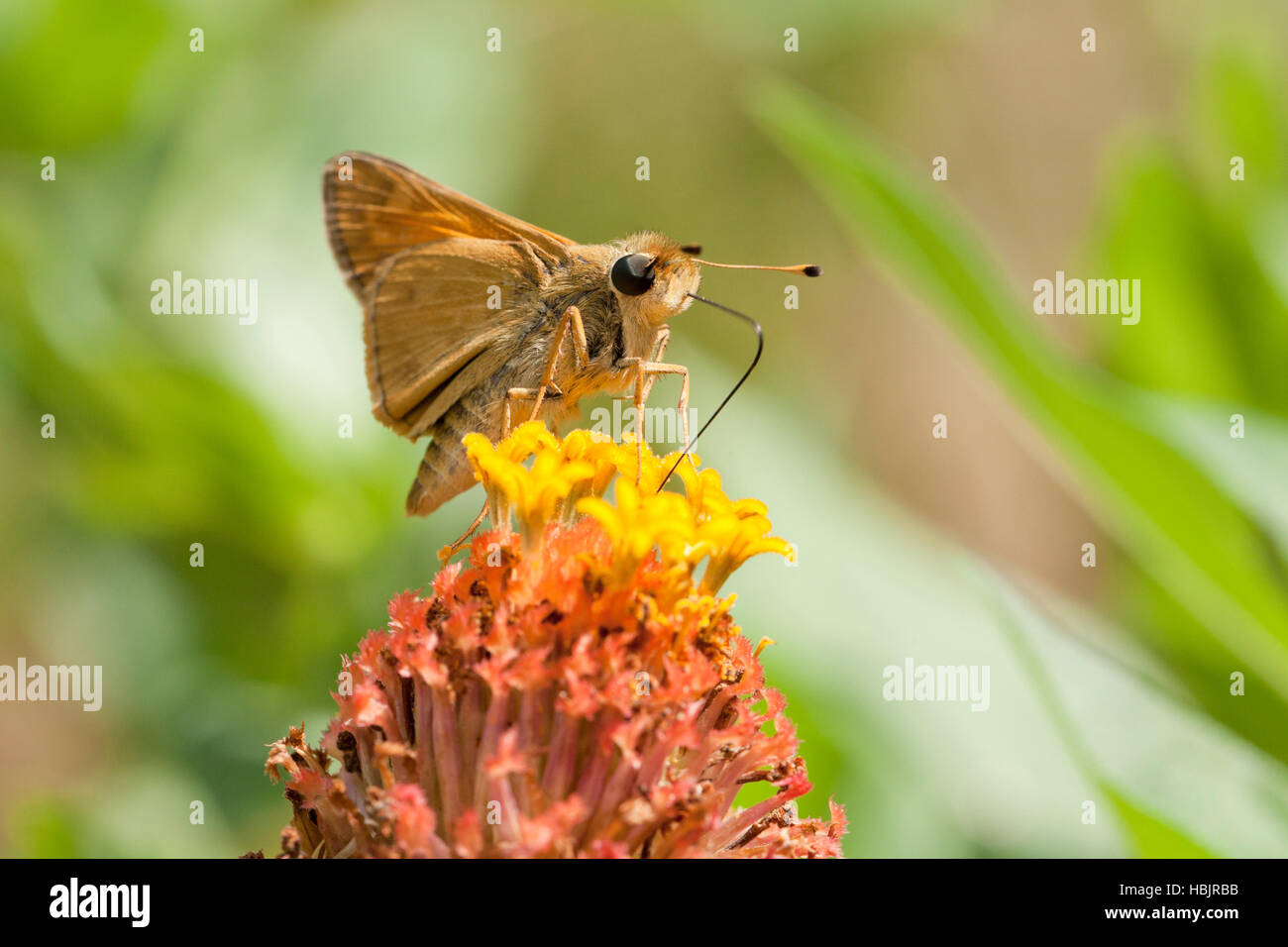 Sachem hi-res stock photography and images - Alamy