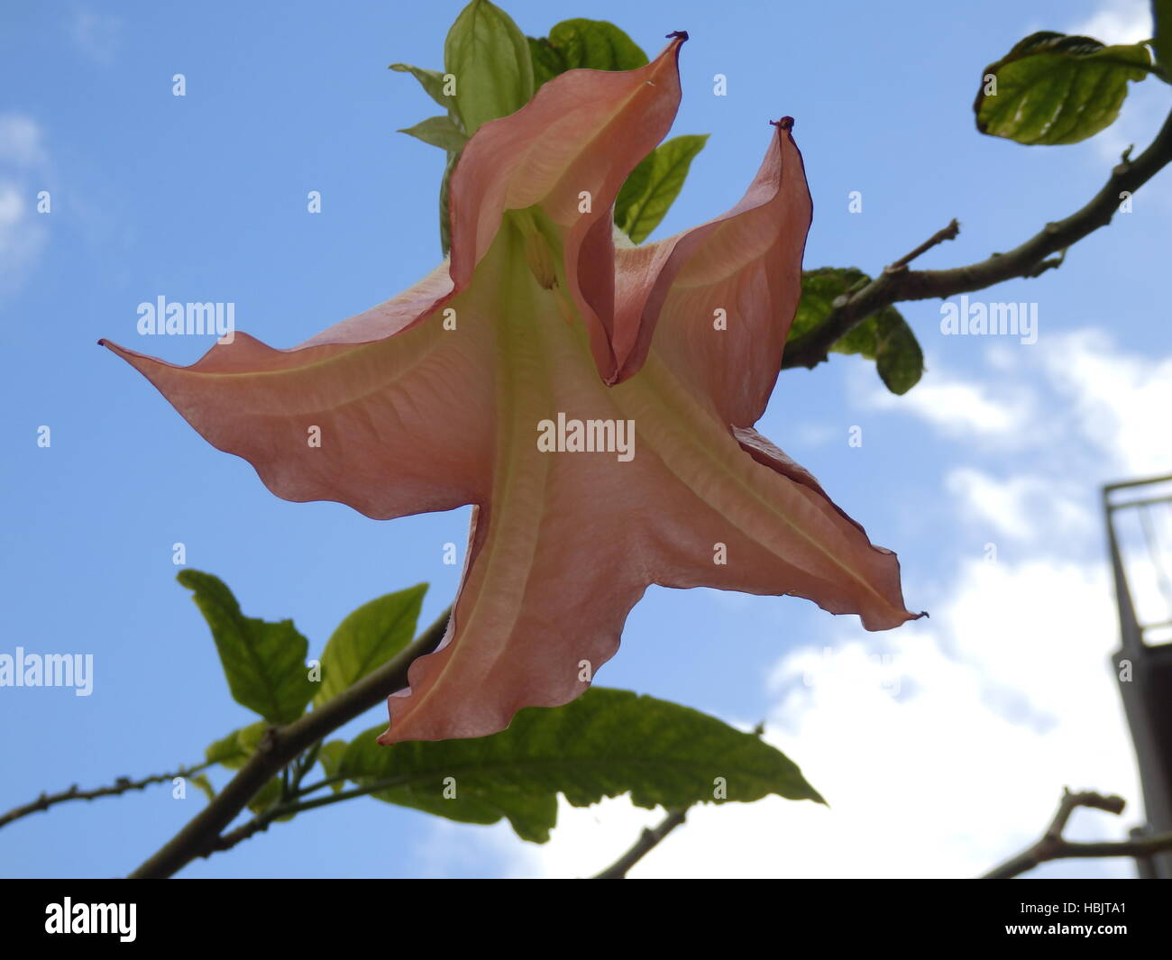 Red angels trumpets hi-res stock photography and images - Alamy
