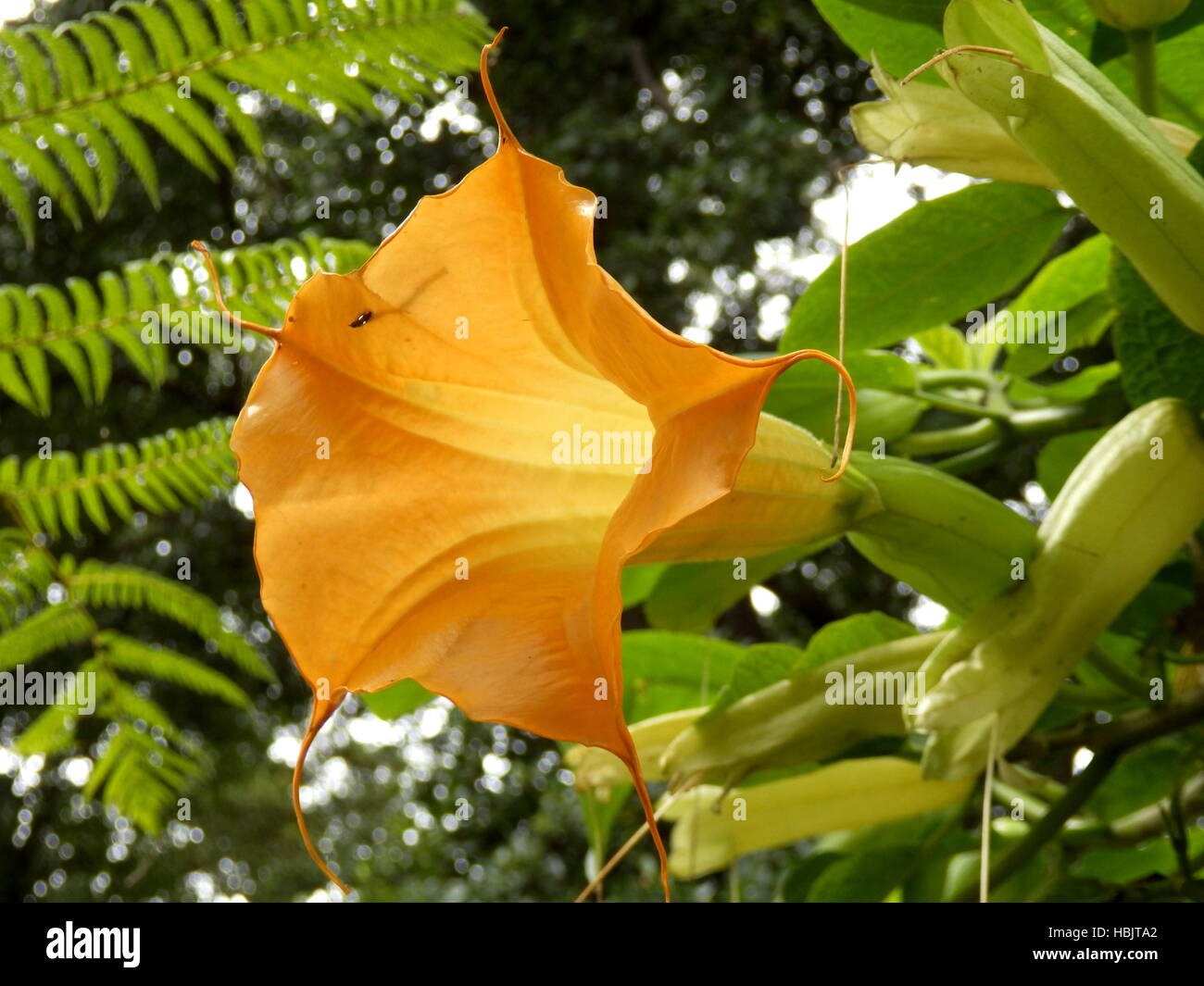 Red angels trumpets hi-res stock photography and images - Alamy