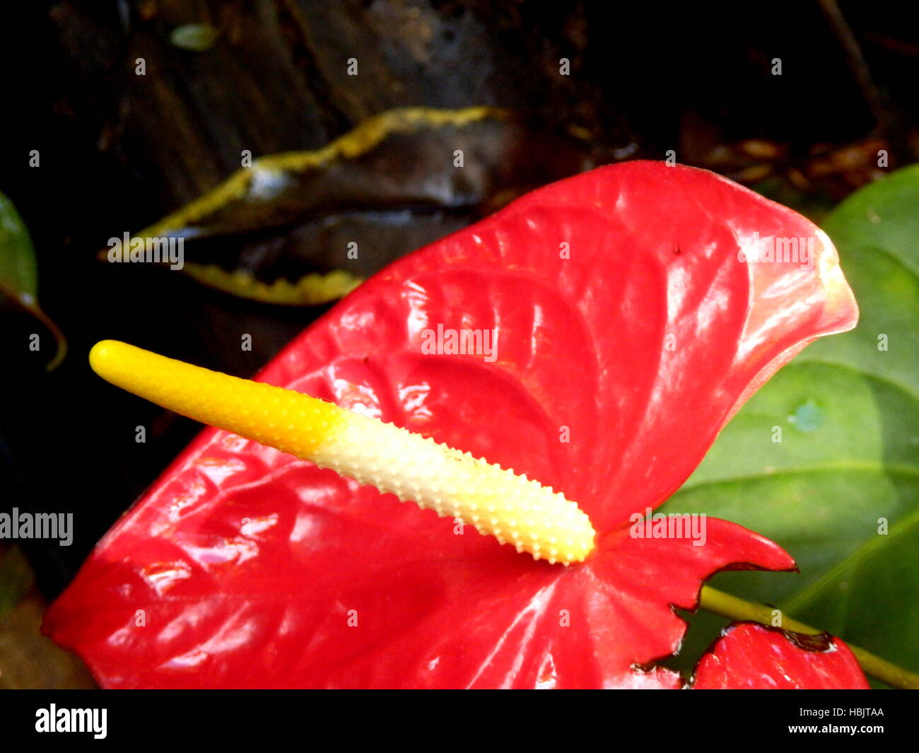 Anthurium flower plant red spike hi-res stock photography and images ...