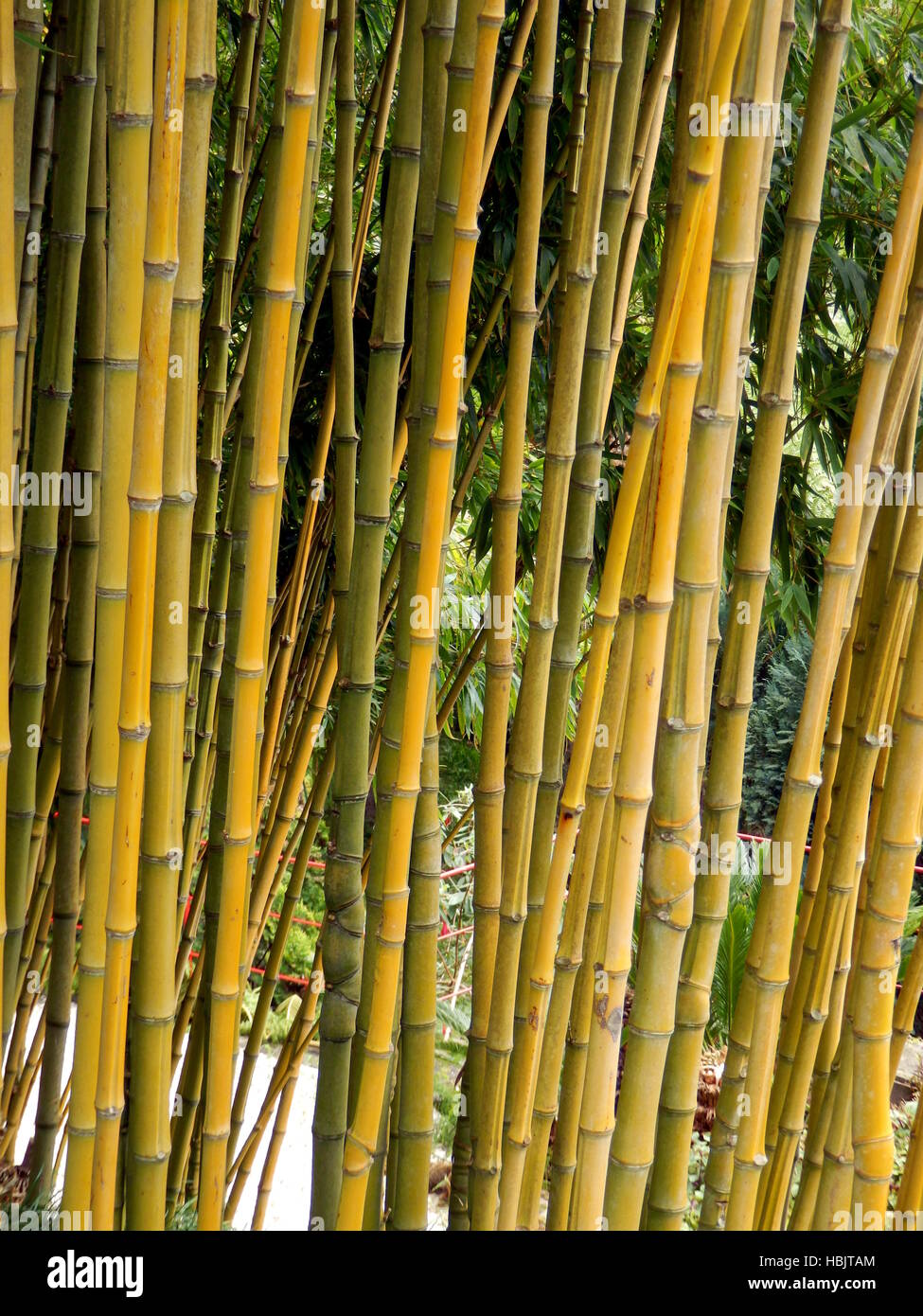 Bamboo screen background hi-res stock photography and images - Alamy