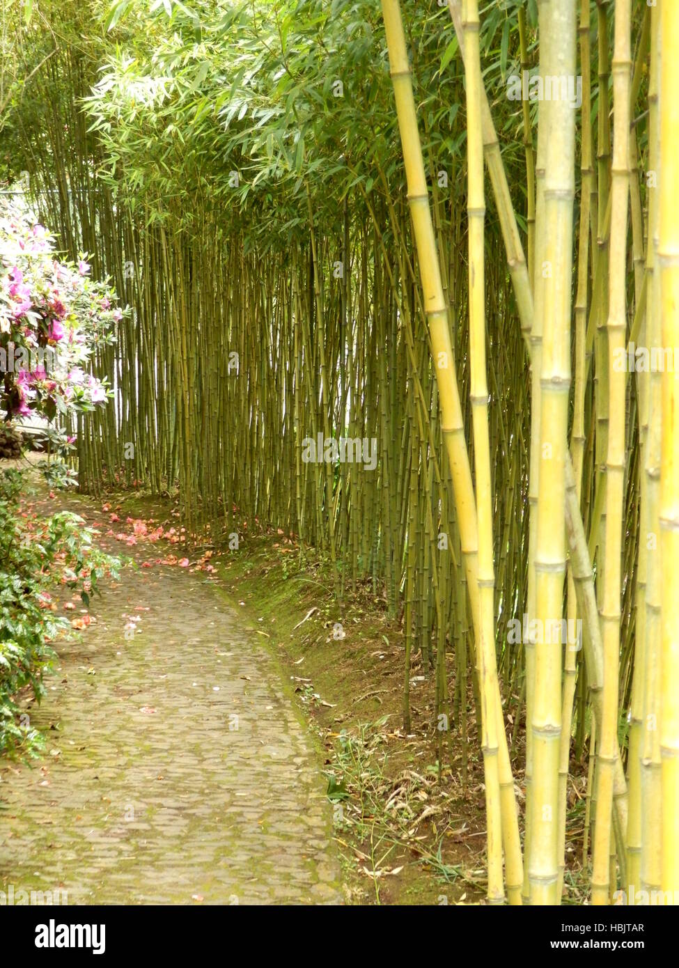 Bamboo screen background hi-res stock photography and images - Alamy