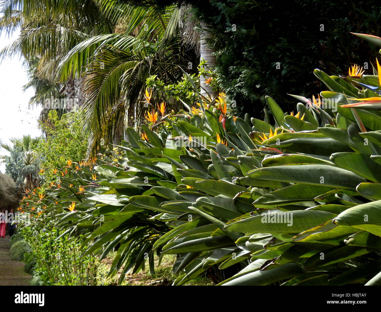 Paradise plant hi-res stock photography and images - Alamy