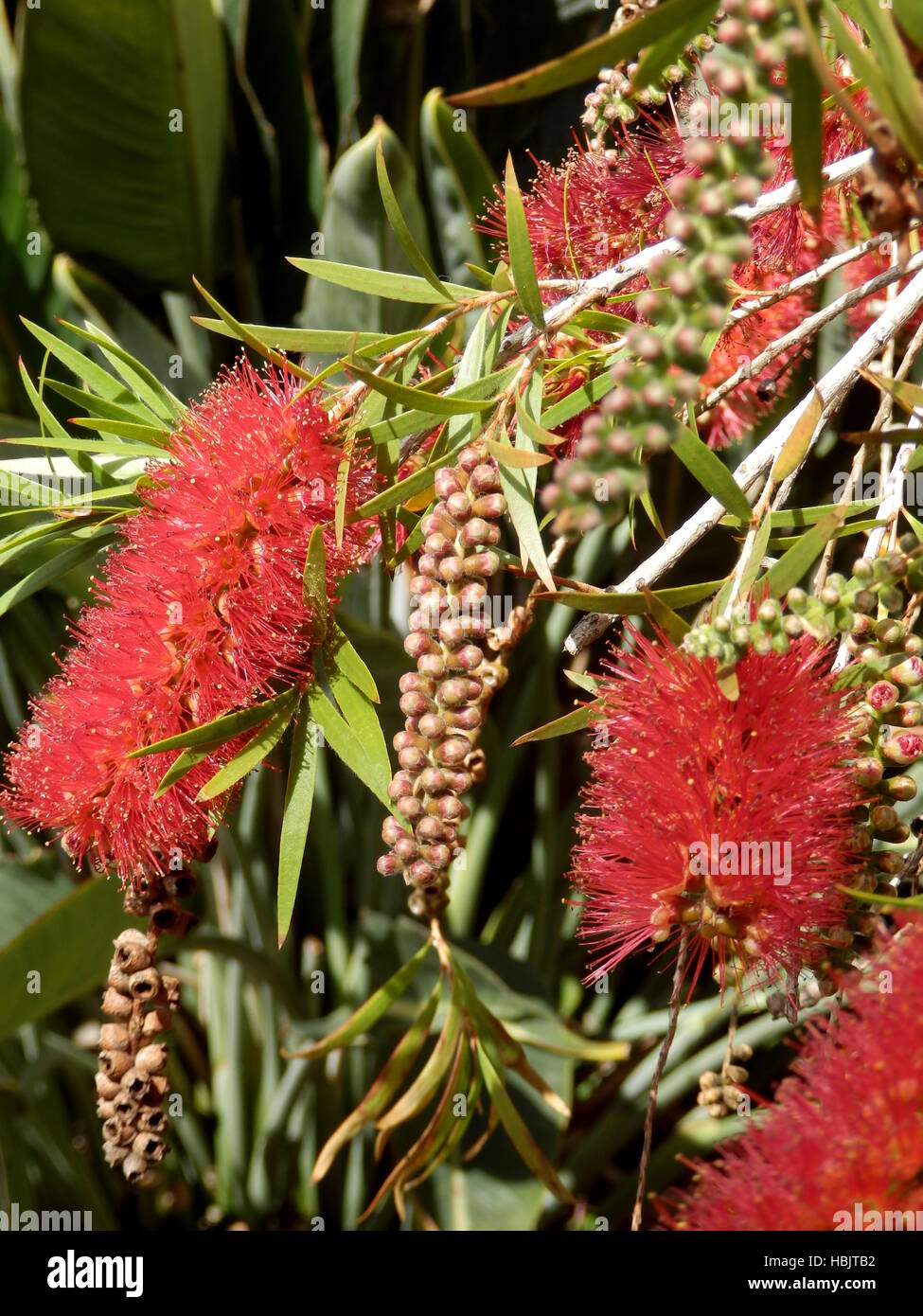 Bottlebrush plant hi-res stock photography and images - Alamy