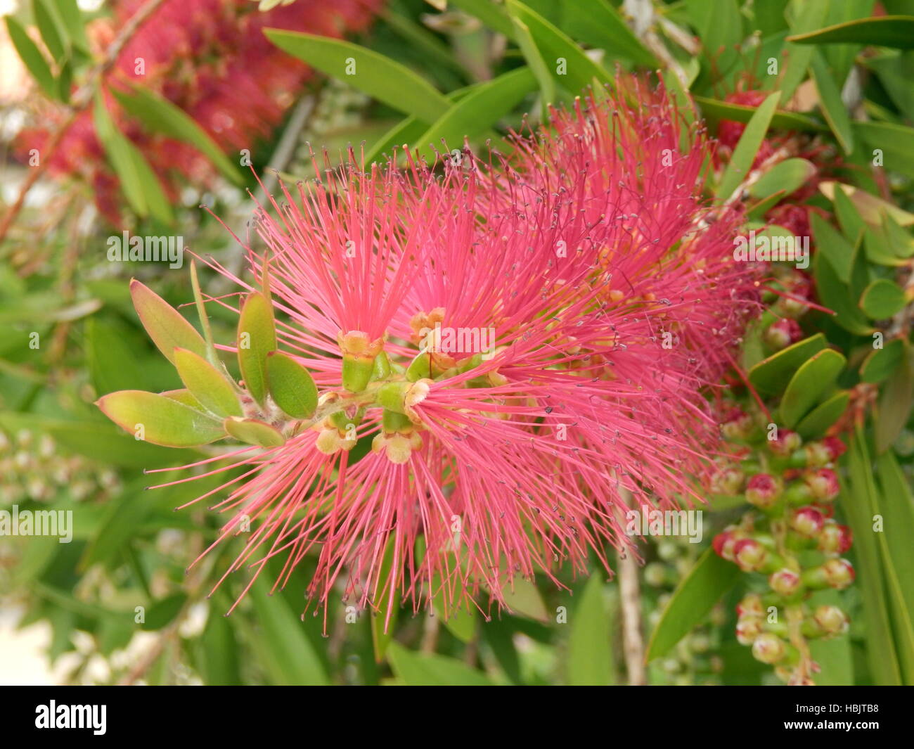 Bottlebrush plant hi-res stock photography and images - Alamy