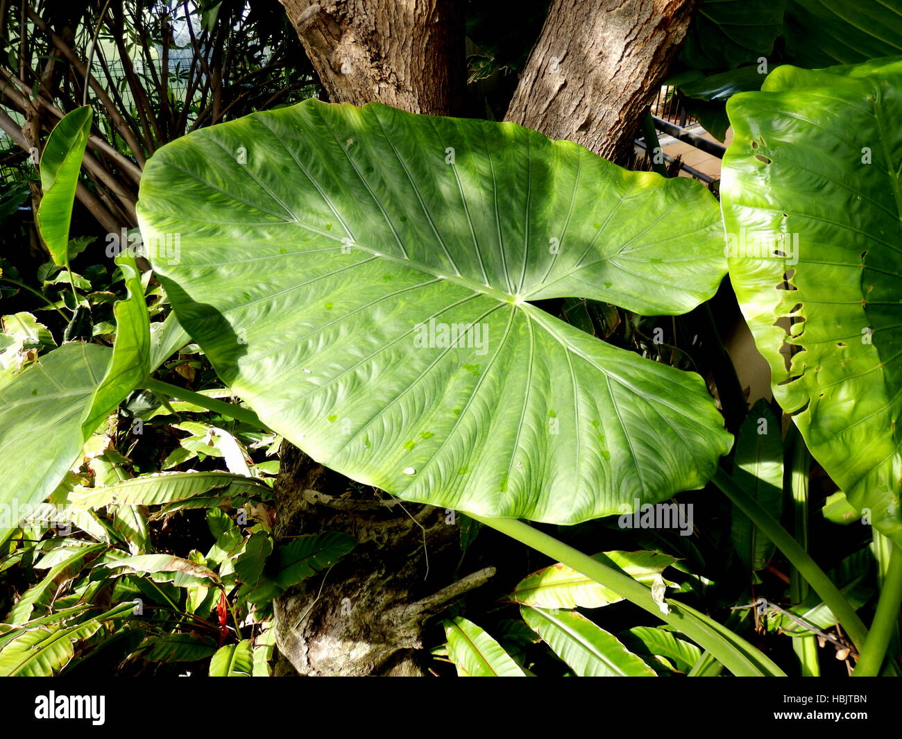 Giant taro leaf hi-res stock photography and images - Alamy
