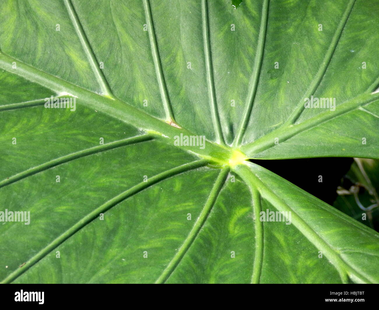 Giant Taro or Elephant Ear Taro Stock Photo - Alamy