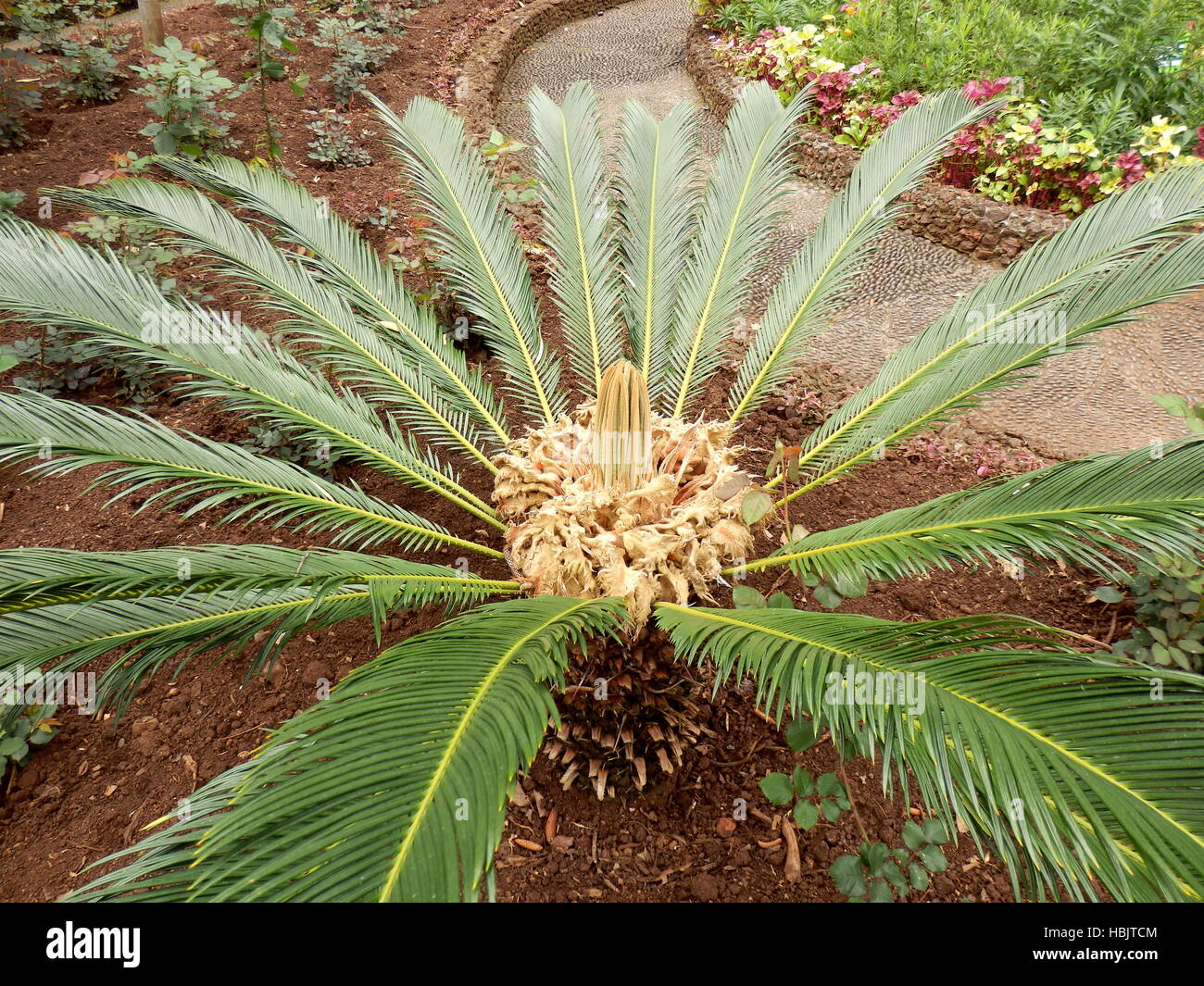 Cycadophyta hi-res stock photography and images - Alamy