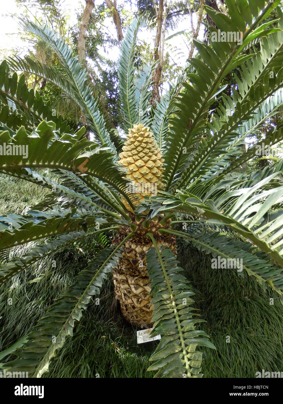 Lebombo Cycad Encephalartos Senticosus High Resolution Stock ...