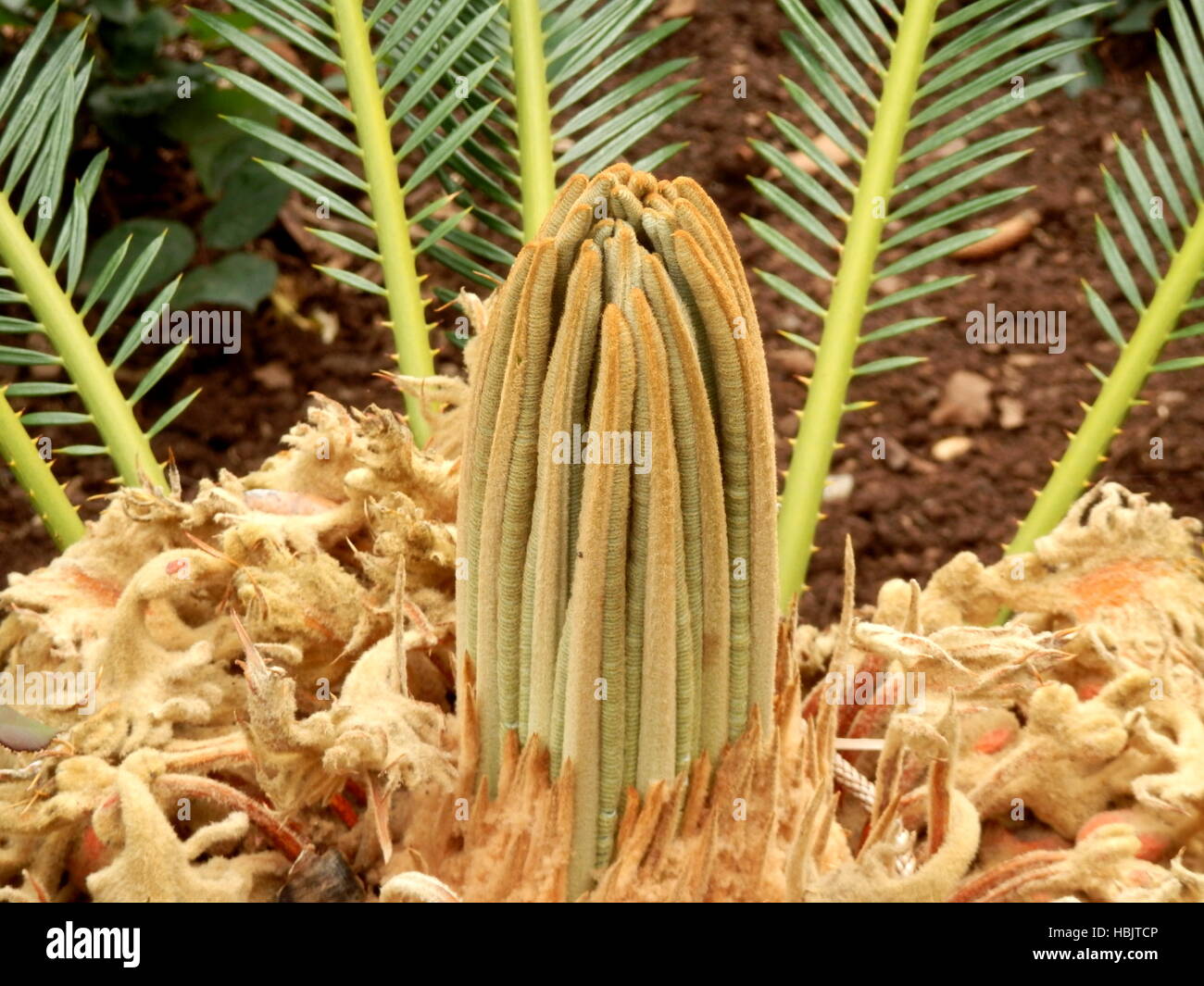 Gymnosperm cycad hi-res stock photography and images - Alamy