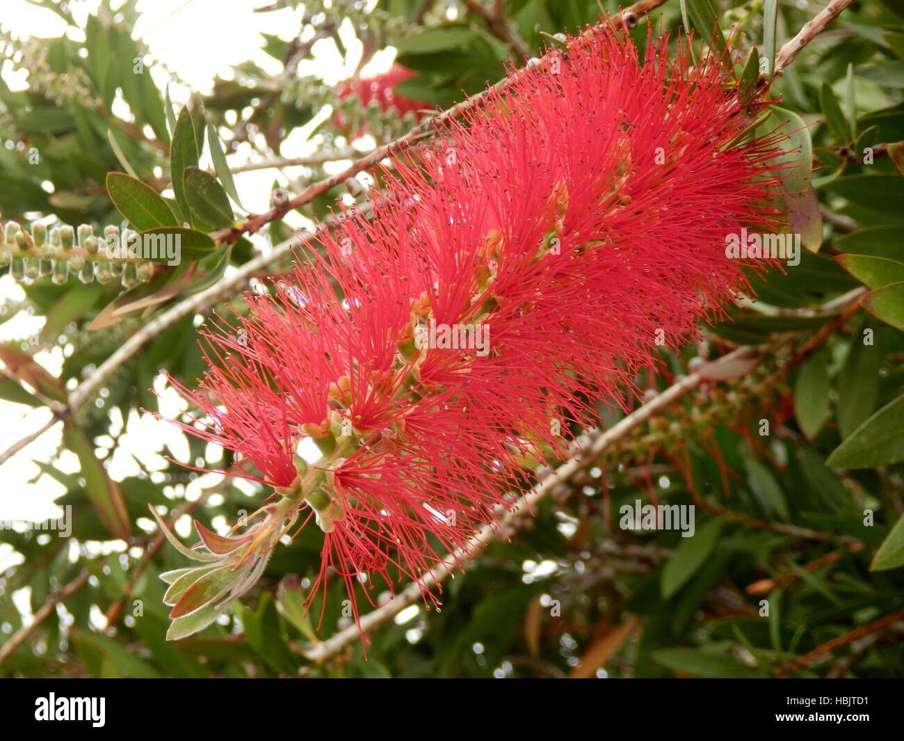 Callistemon rugulosus hi-res stock photography and images - Alamy