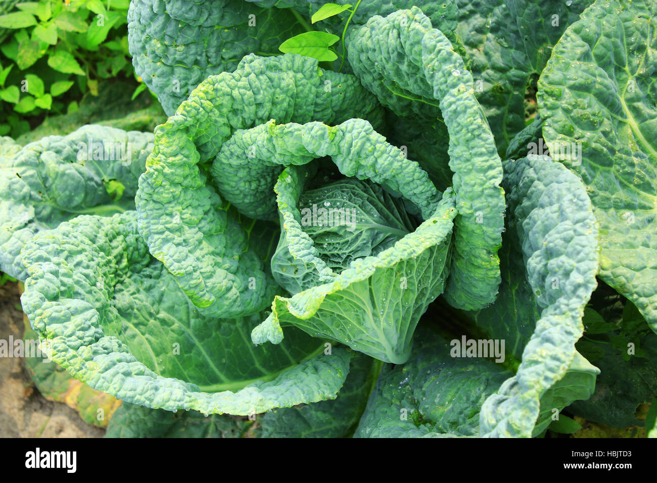 cabbage with big leaves Stock Photo - Alamy