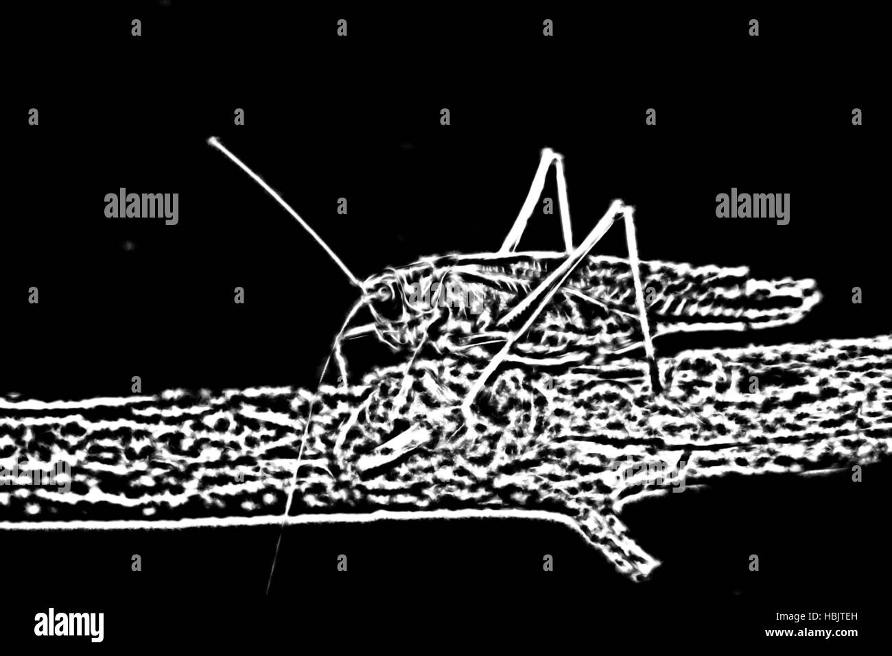 Grasshopper Black and White Stock Photos & Images - Alamy
