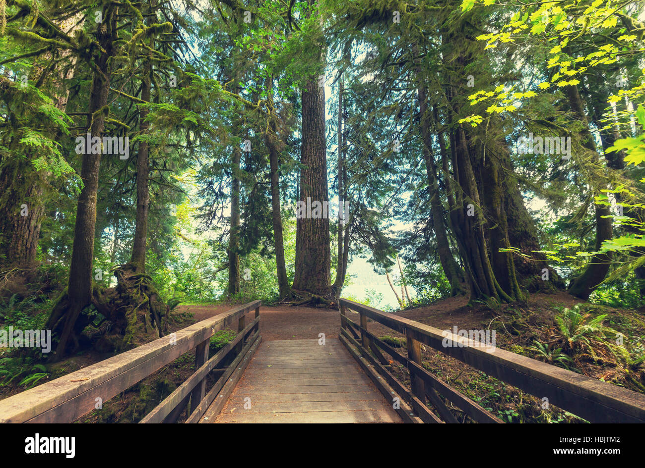 Boardwalk in the forest Stock Photo - Alamy