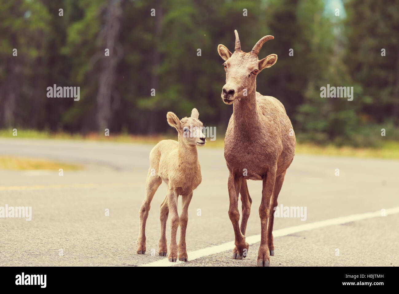 Goat in Canada Stock Photo - Alamy