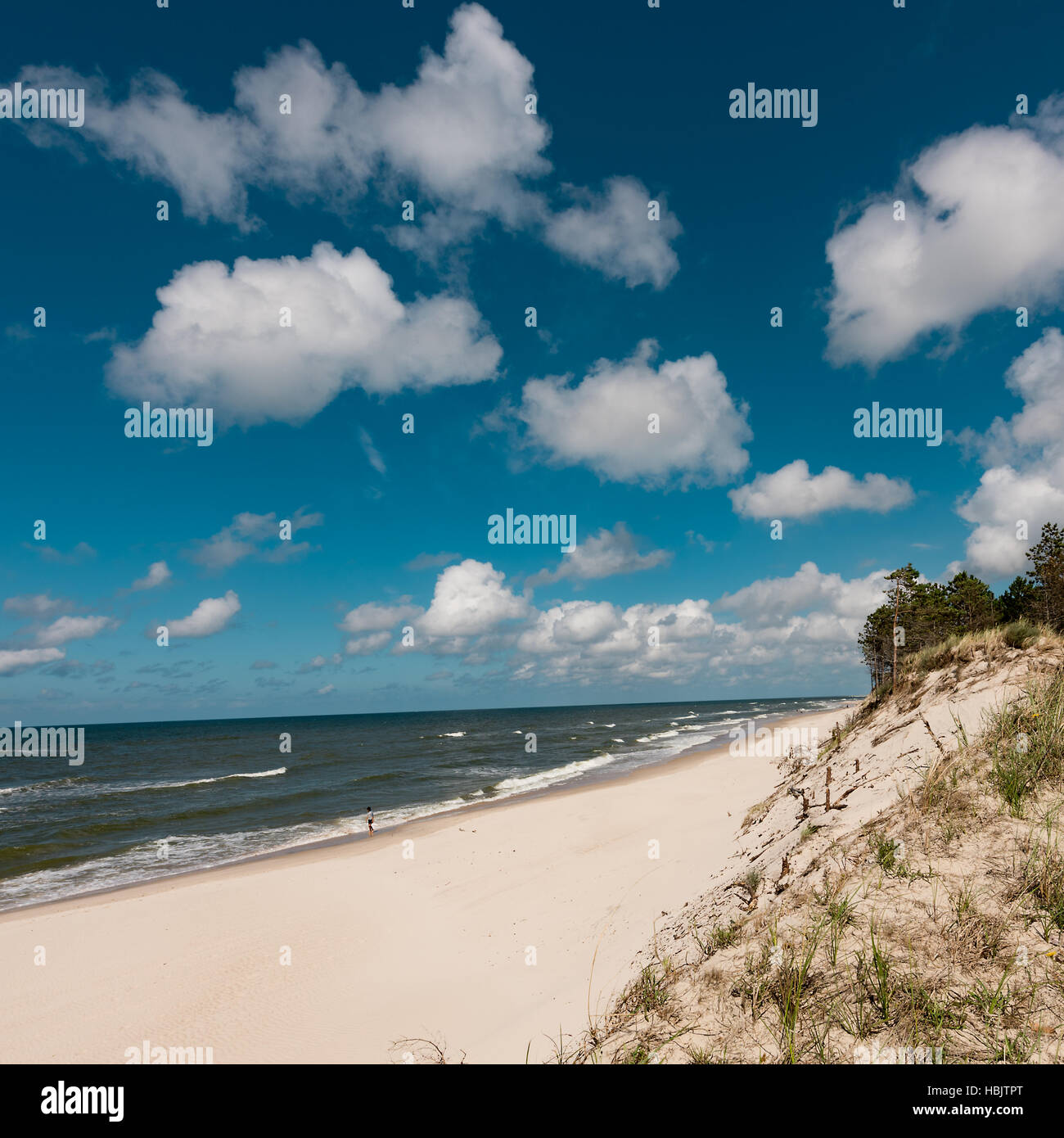 Leba polen baum hi-res stock photography and images - Alamy