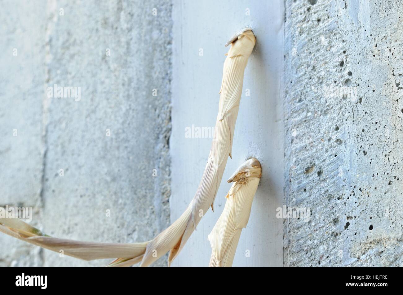 Bamboo plant roots hi-res stock photography and images - Alamy