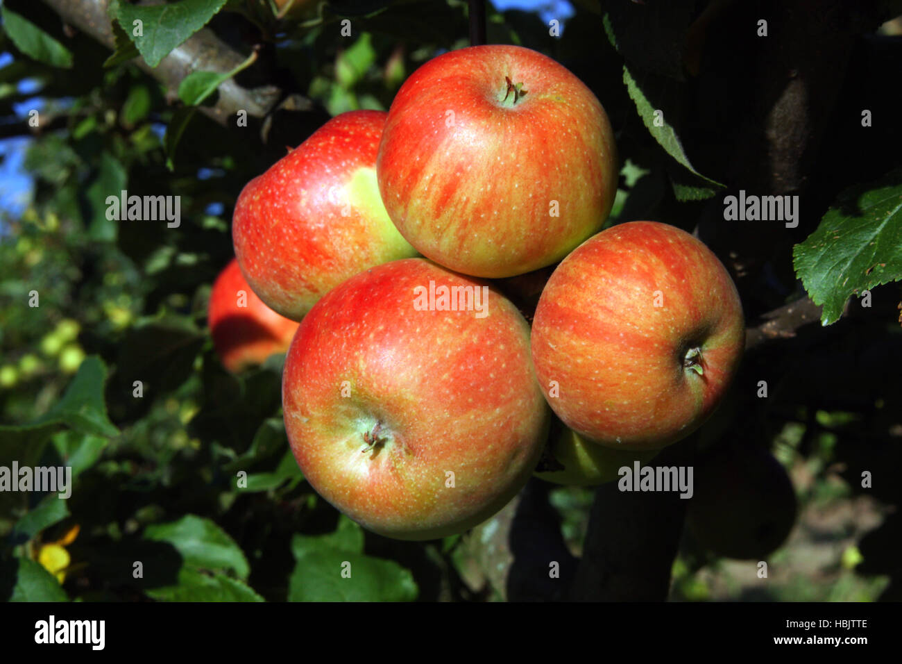 Apfelbaum rot hi-res stock photography and images - Alamy