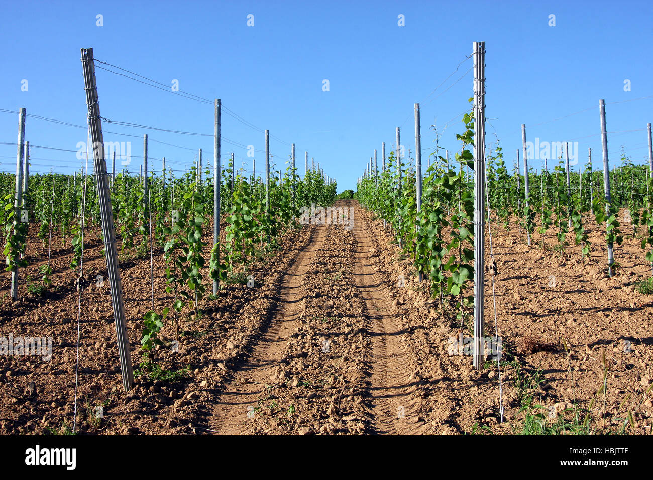 New vineyard hi-res stock photography and images - Alamy