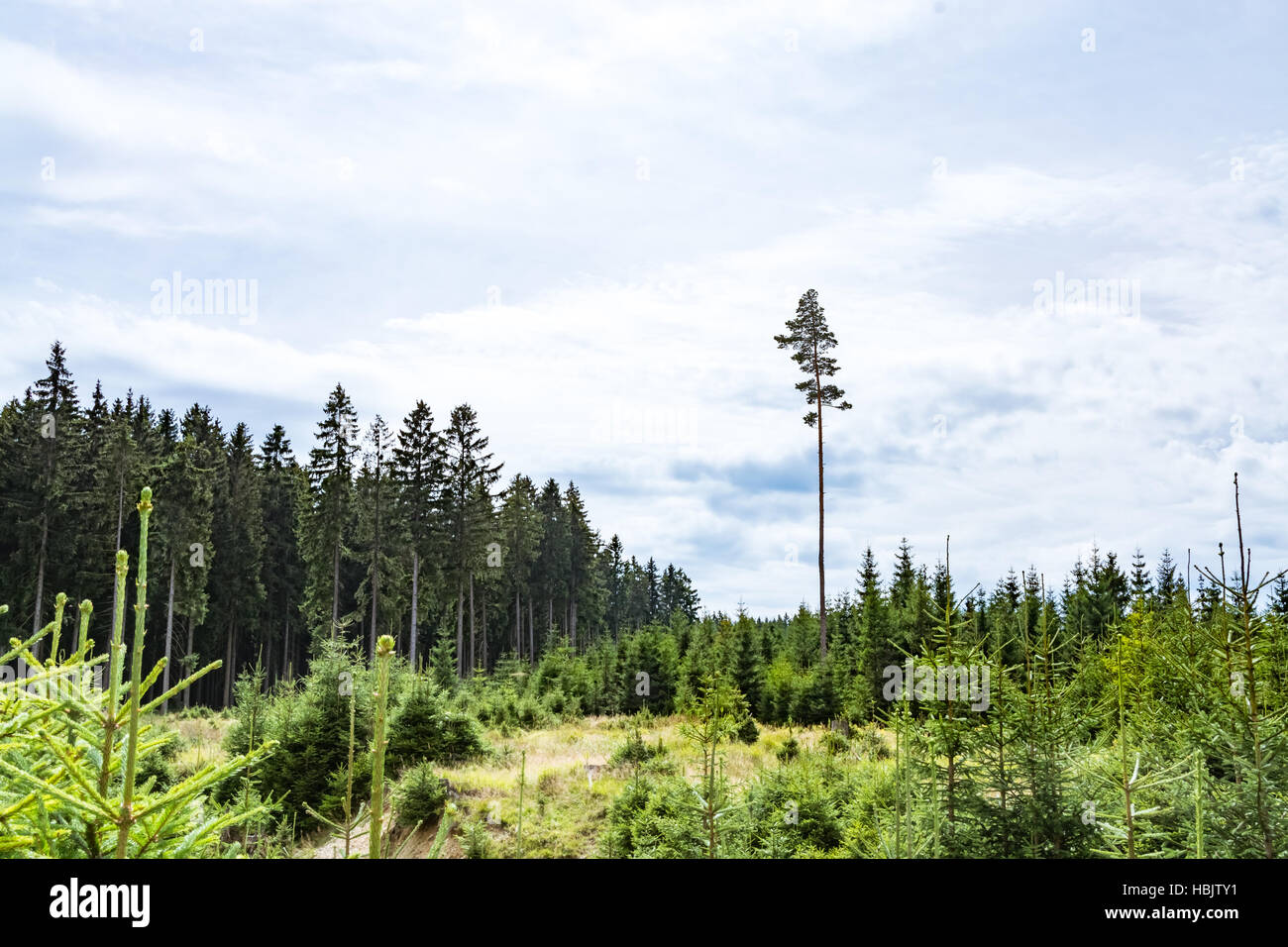 Single tall tree among younger forest Stock Photo - Alamy