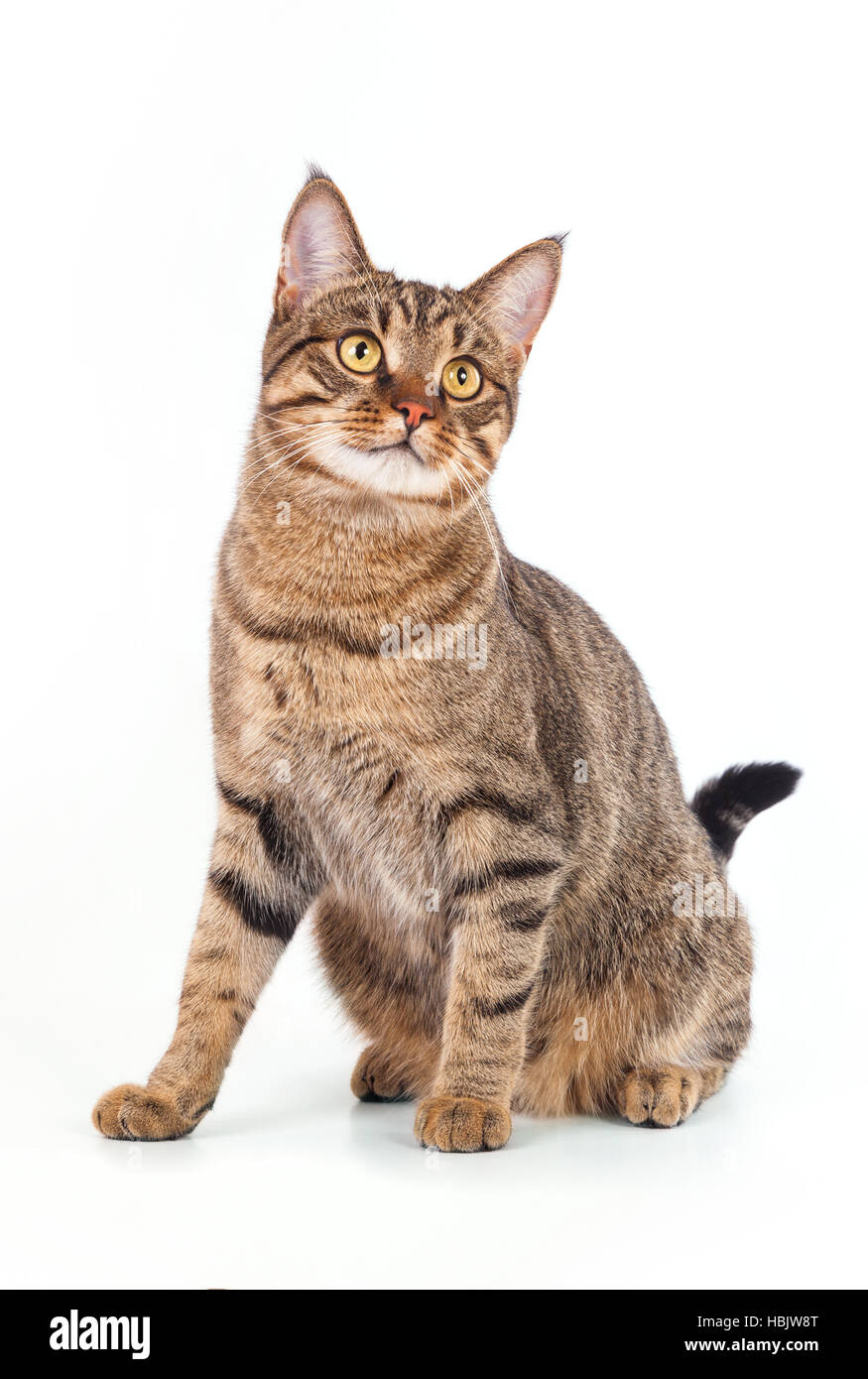 Sitting orange tabby cat Cut Out Stock Images & Pictures - Alamy