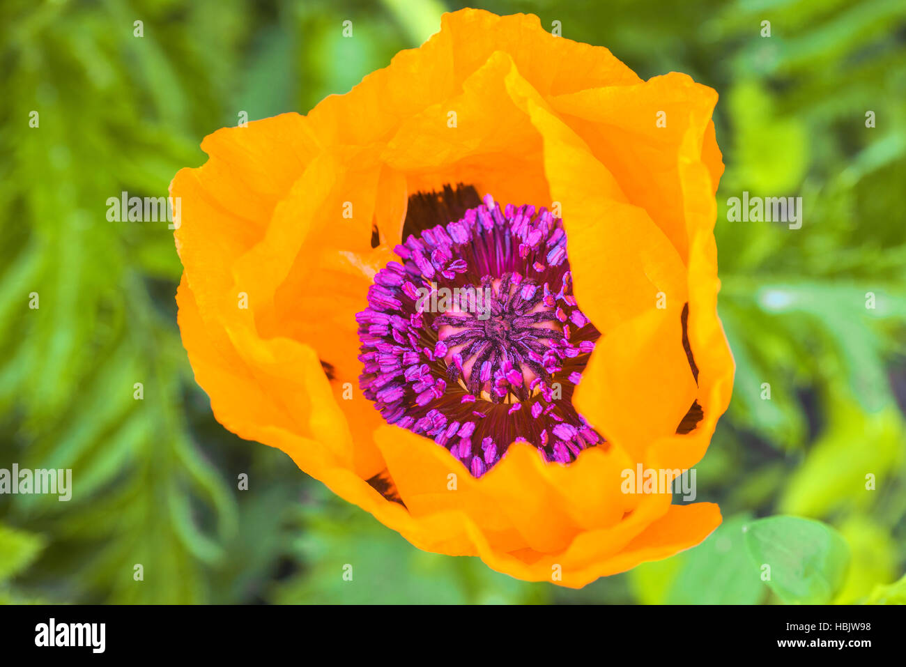 Decorative poppies in a botanical garden Stock Photo - Alamy