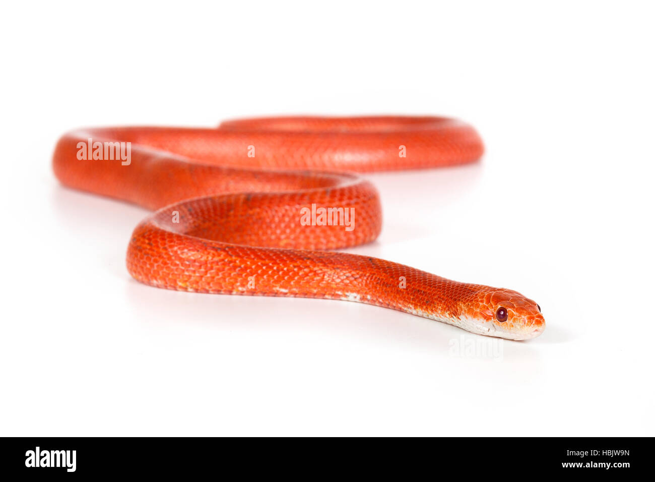 Red snake hi-res stock photography and images - Alamy