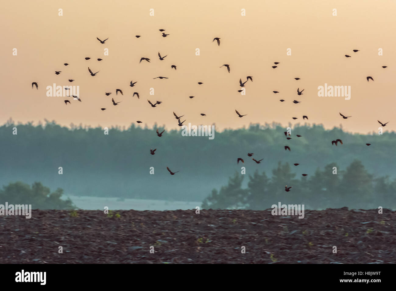 Birds flying in the rays of dawn Stock Photo - Alamy