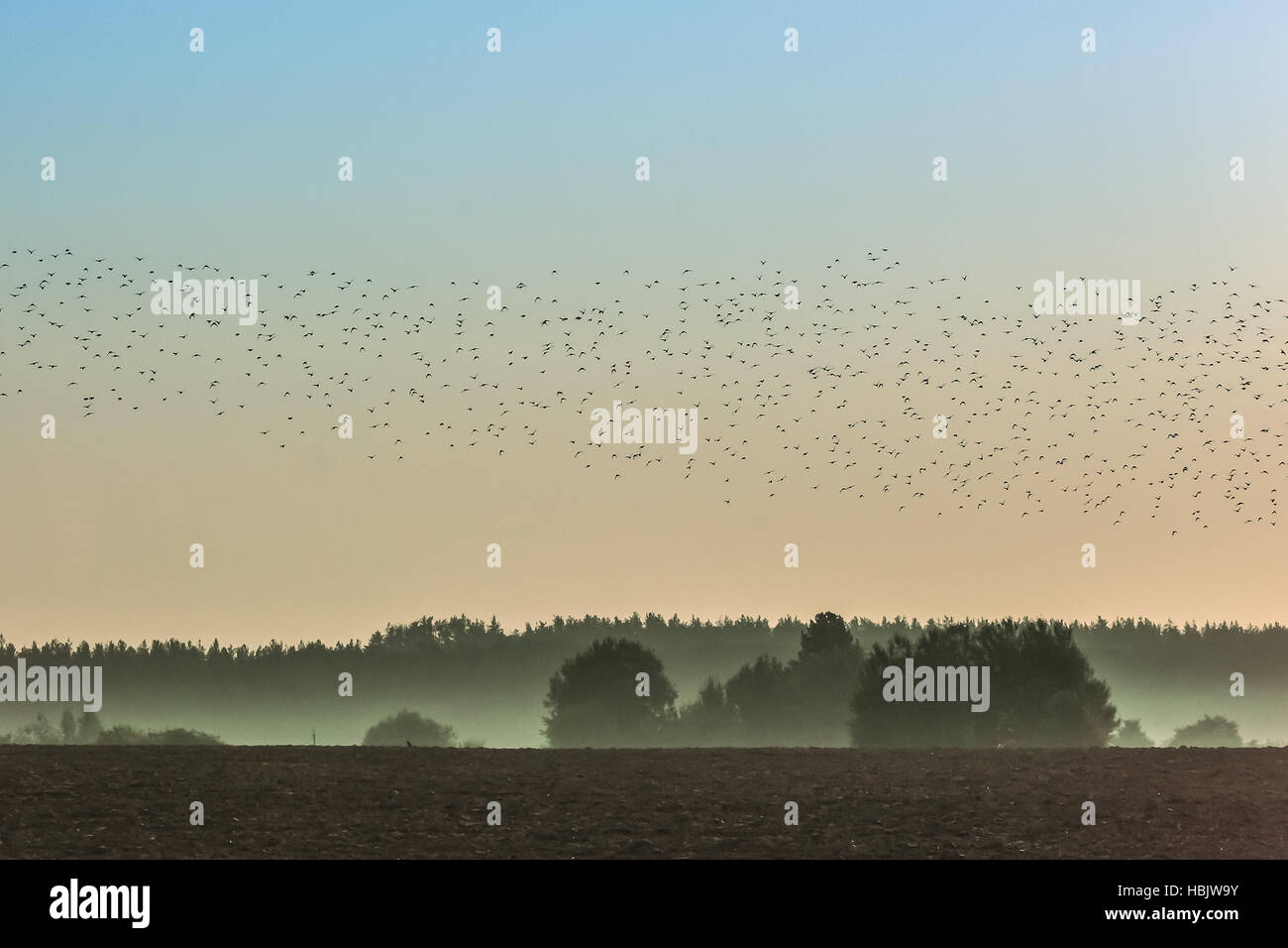 Birds flying in the rays of dawn Stock Photo - Alamy