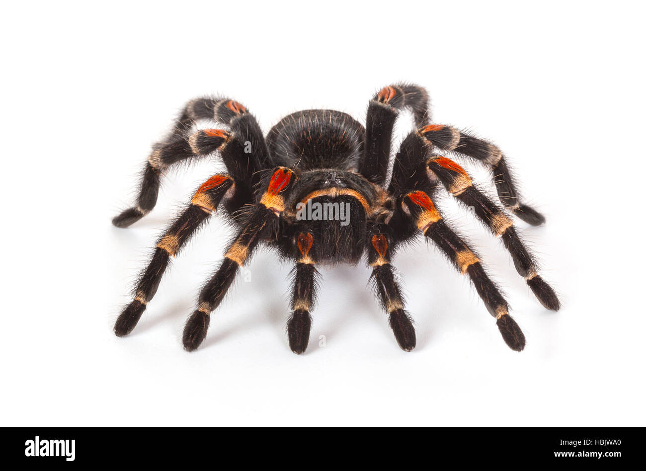 Furry tarantula Cut Out Stock Images & Pictures - Alamy