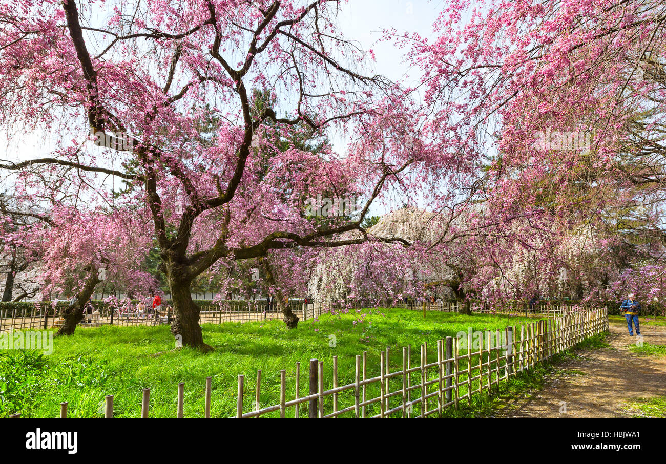 Spring in Japan Stock Photo - Alamy