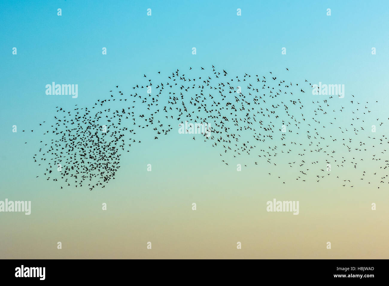 Birds flying in the rays of dawn Stock Photo - Alamy