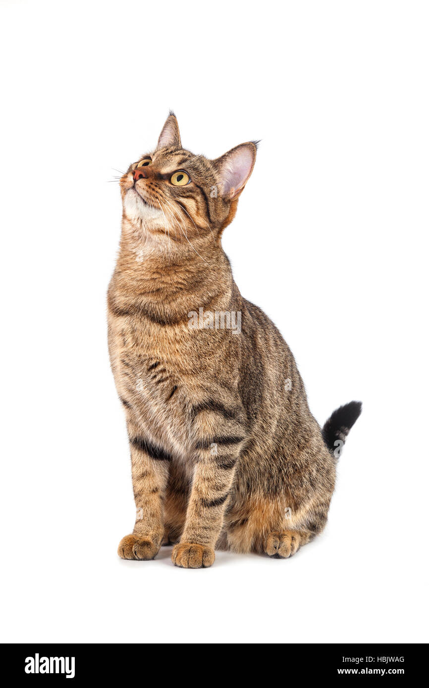Grey tabby cat paw hi-res stock photography and images - Alamy