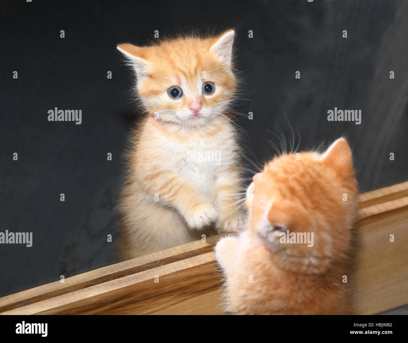 Kitten in the mirror, reflection Stock Photo - Alamy