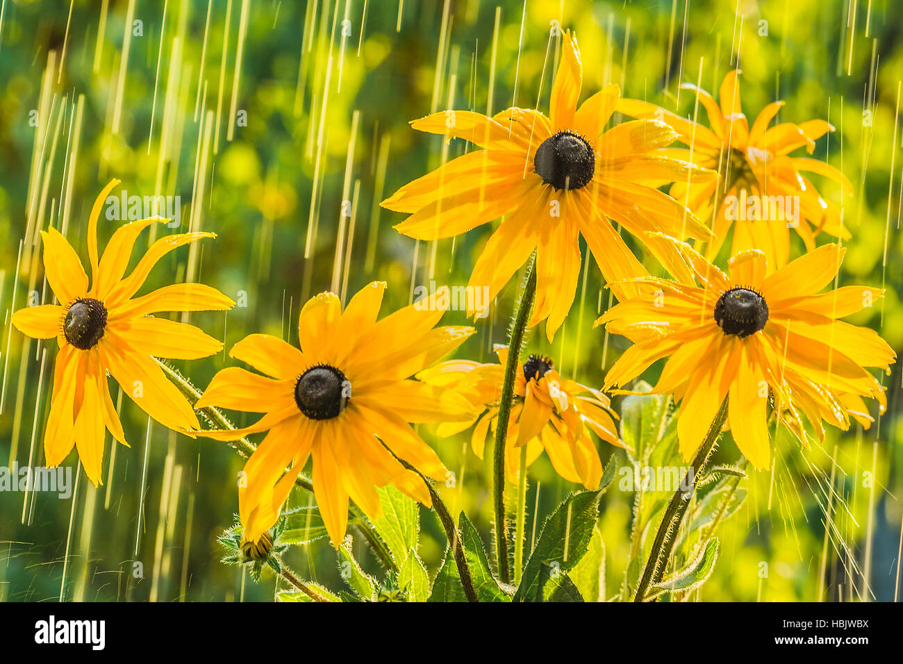 Summer rain and yellow flowers Stock Photo - Alamy
