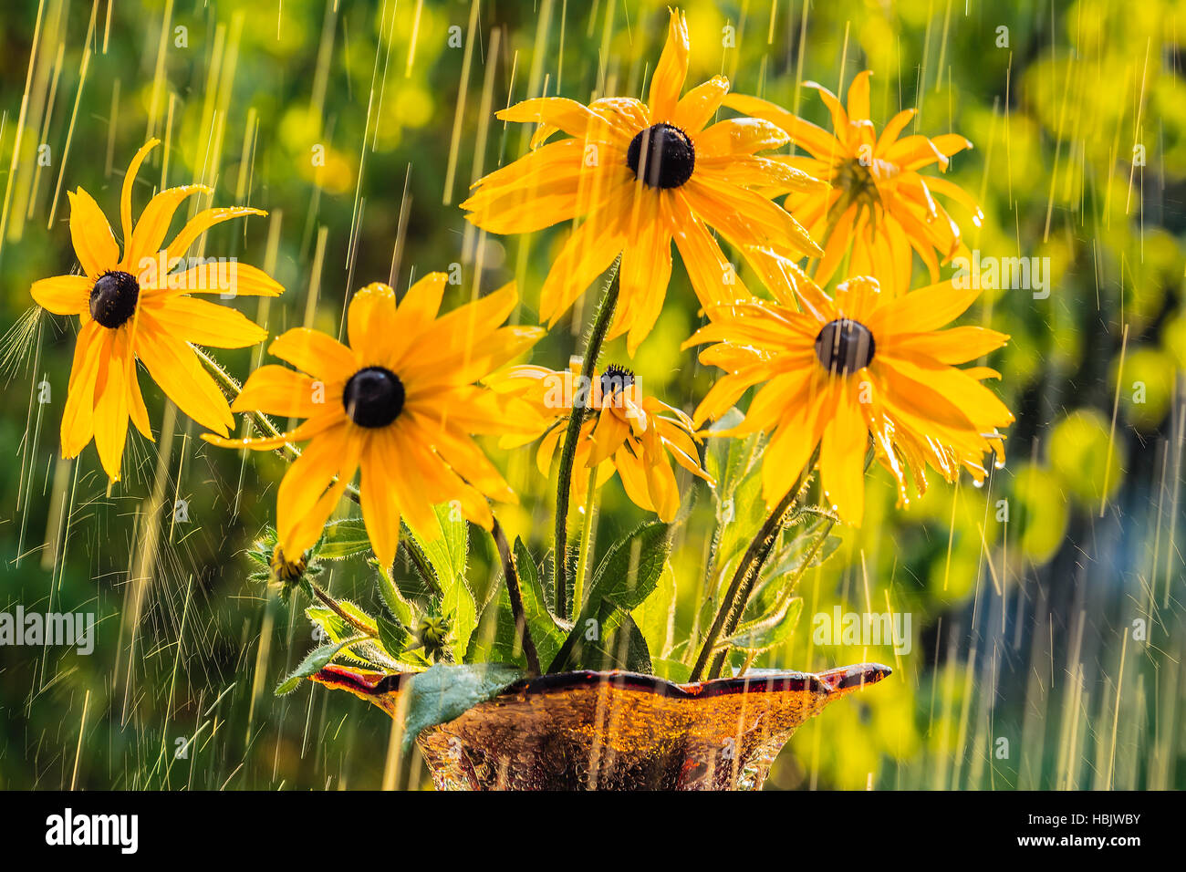 Summer rain yellow flowers hi-res stock photography and images - Alamy