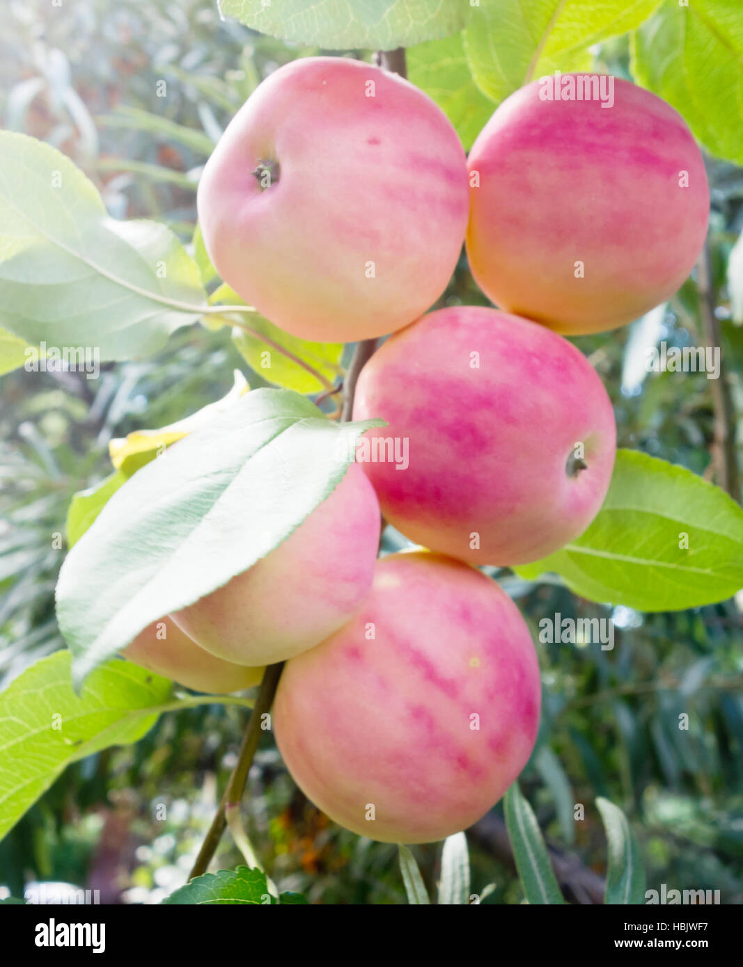 ripe red apples Stock Photo - Alamy