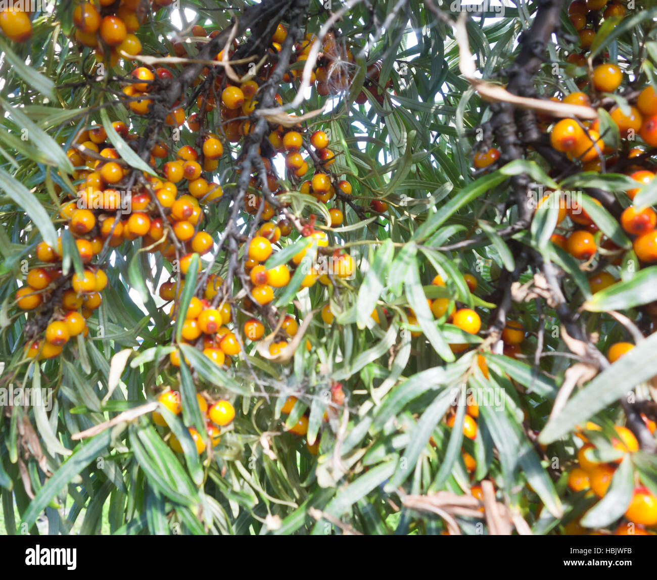 sea buckthorn berry Stock Photo - Alamy