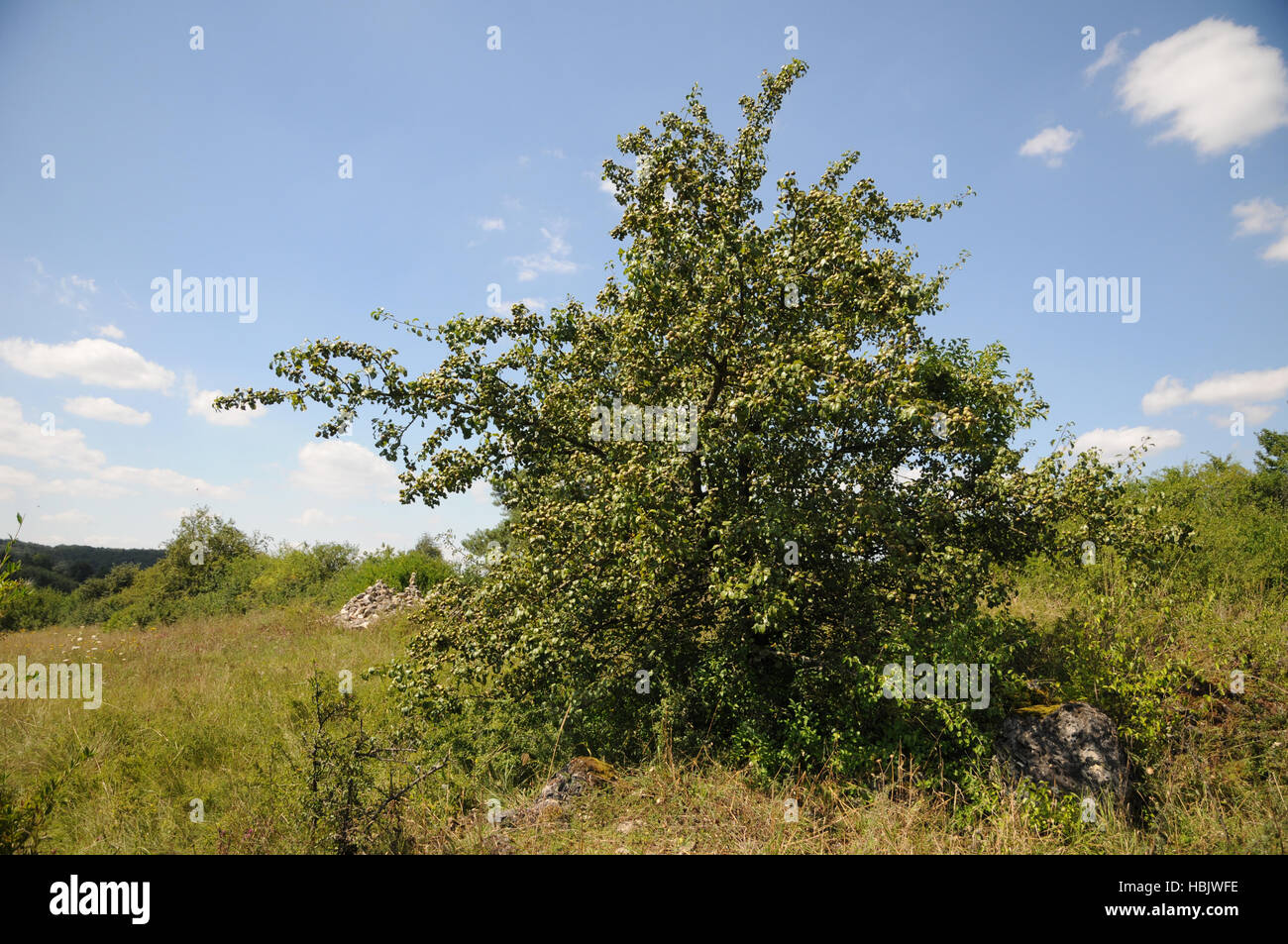 Pyrus pyraster, European wild pear Stock Photo - Alamy