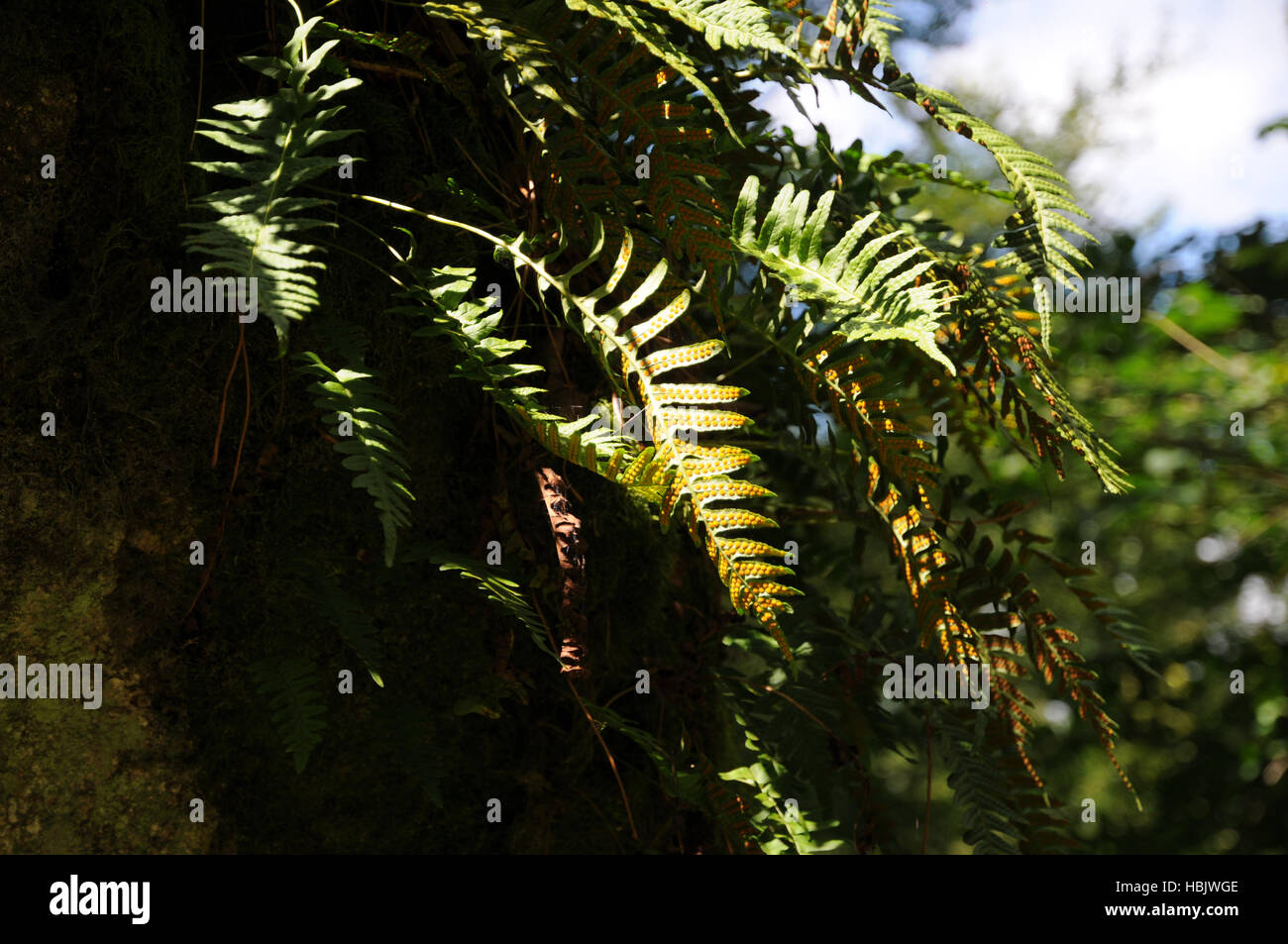 Polypodium vulgare, Common polypody Stock Photo - Alamy