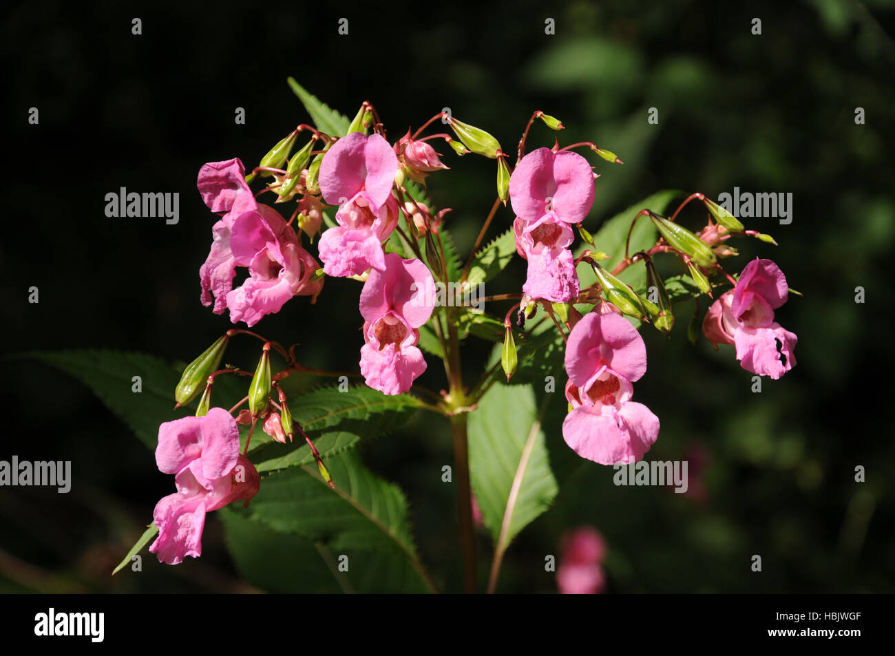 Impatiens Balsamine Stock Photos & Impatiens Balsamine Stock Images - Alamy